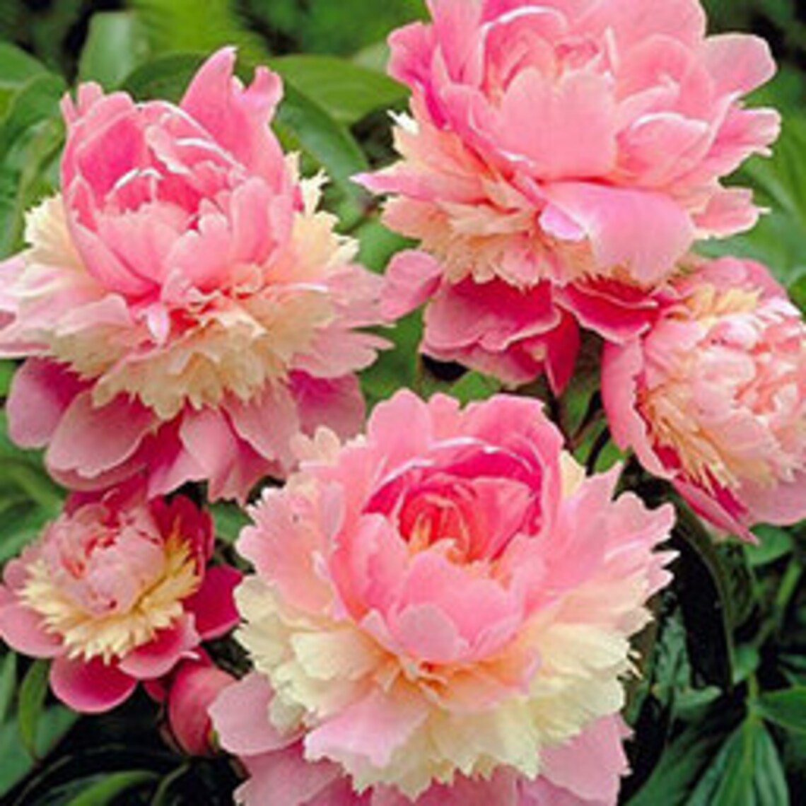 5 Double Bloom Peony Flower Seeds BW91070 - Etsy