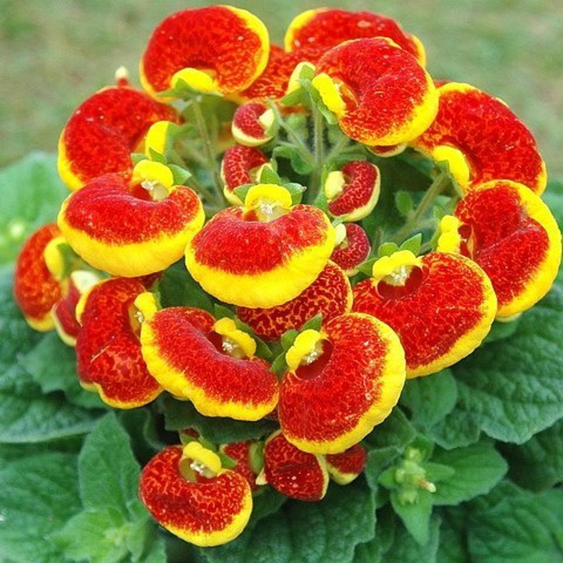 10 Rare Slipper Flower Fascination Flower Seeds EW91001-3 - Etsy