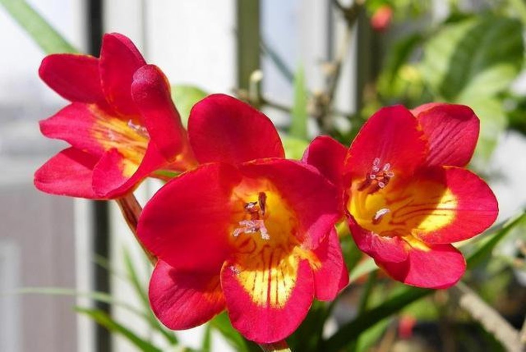 5 Red Freesia Bulbs FW93015 - Etsy