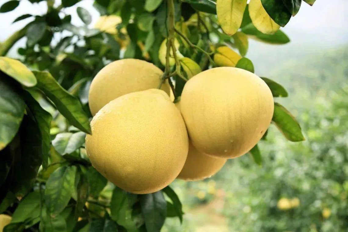 5 Pomelo Grapefruit Seeds FW94041 - Etsy