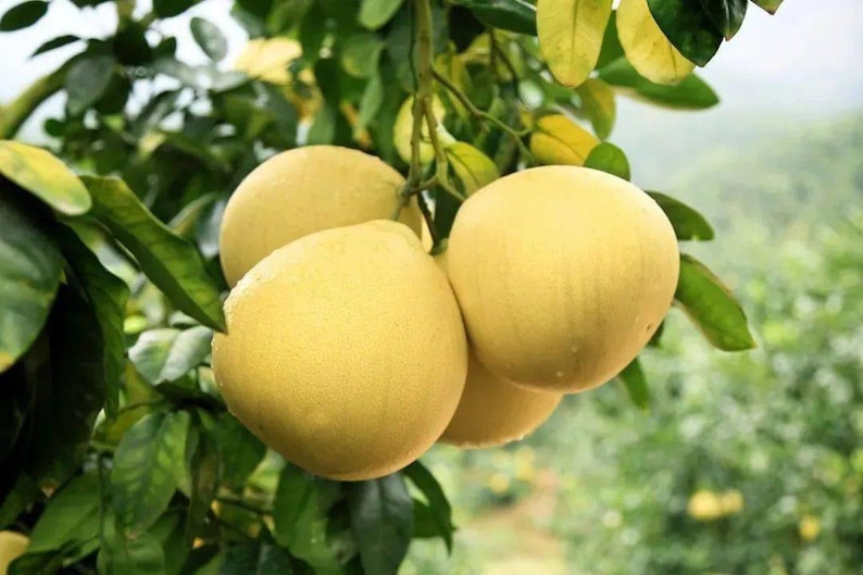 5 Pomelo Grapefruit Seeds FW94041 - Etsy