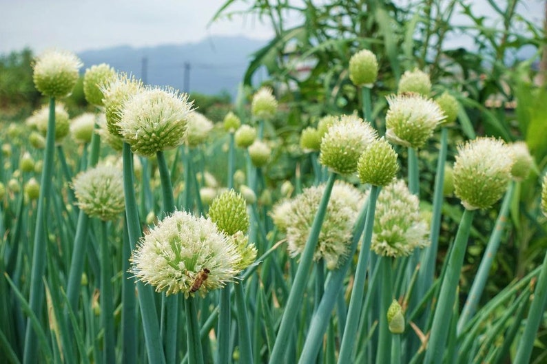 20 Giant Ball Onion Allium Christophii Huge Hardy Perennial Seeds ...