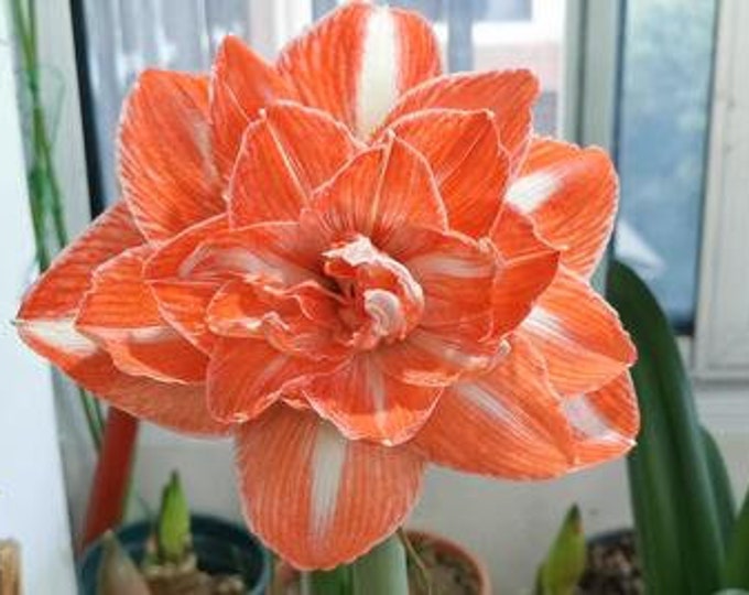 CHARISMA Red With White Stained Petals Amaryllis - Etsy