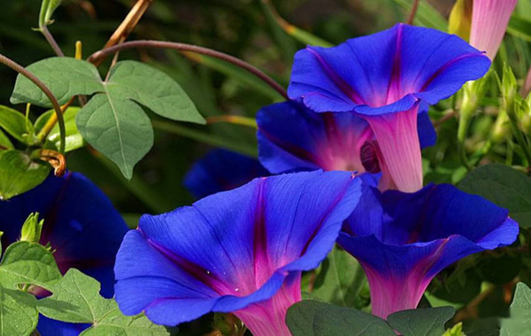10 Morning Glory Flowers Seeds BW95002-3 - Etsy