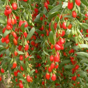 50 Goji Berry Seeds VW91016 - Etsy