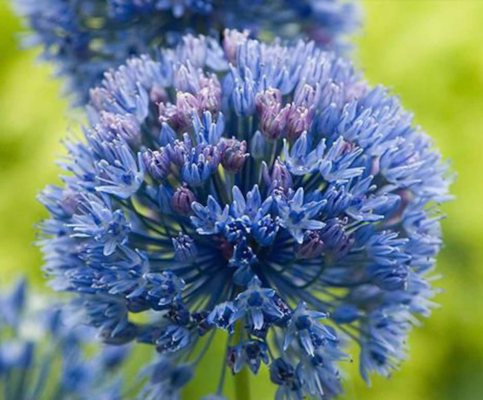 20 Giant Ball Onion Allium Christophii Huge Hardy Perennial Seeds ...