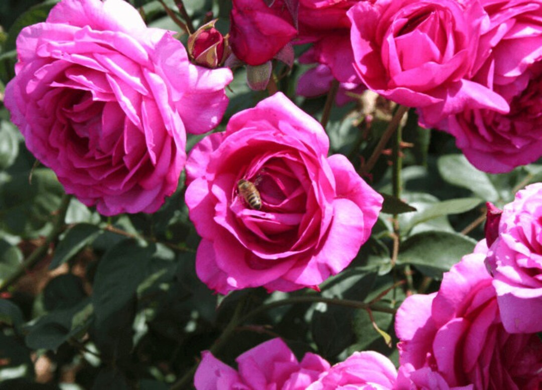 10 ROSE Rosa Bush Flower Seeds BW97001-138 - Etsy