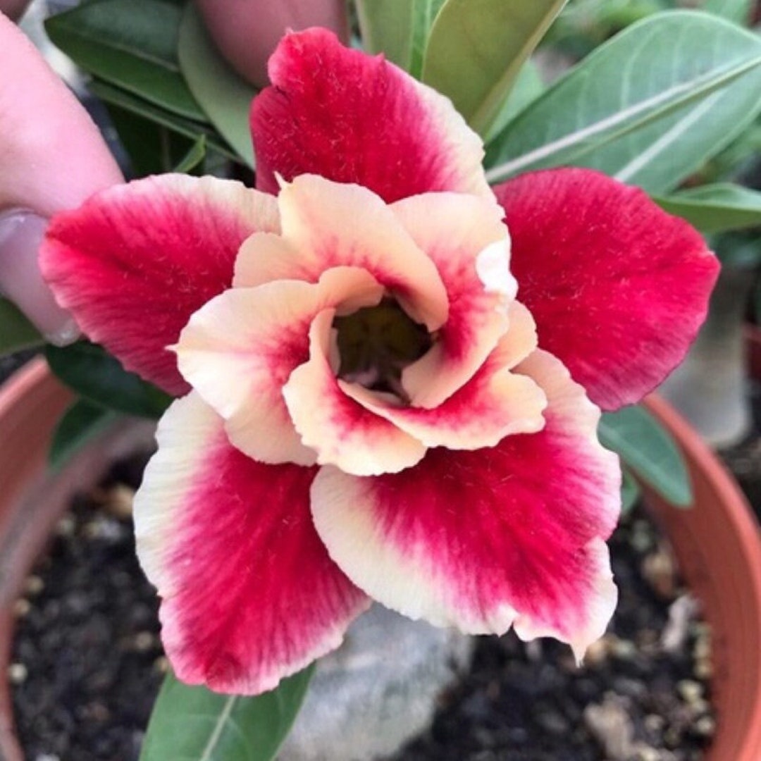 5 Rare Desert Rose Flowers Seeds FW95227-39 - Etsy