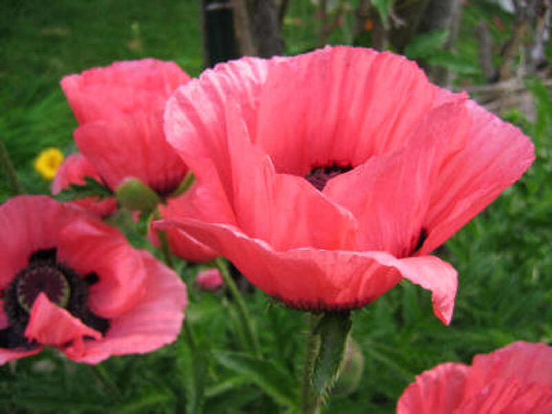 50 Poppy Heirloom Flower Seeds TW91031-4 - Etsy