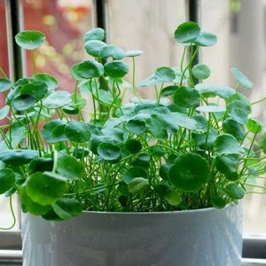 50 Money Plant Copper Coin Plant Lucky Plant Seeds CW92003 - Etsy
