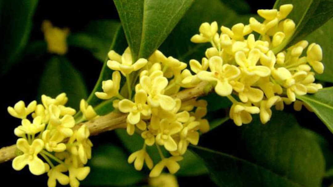5 Osmanthus Fragrans Seeds Golden TW91025 - Etsy