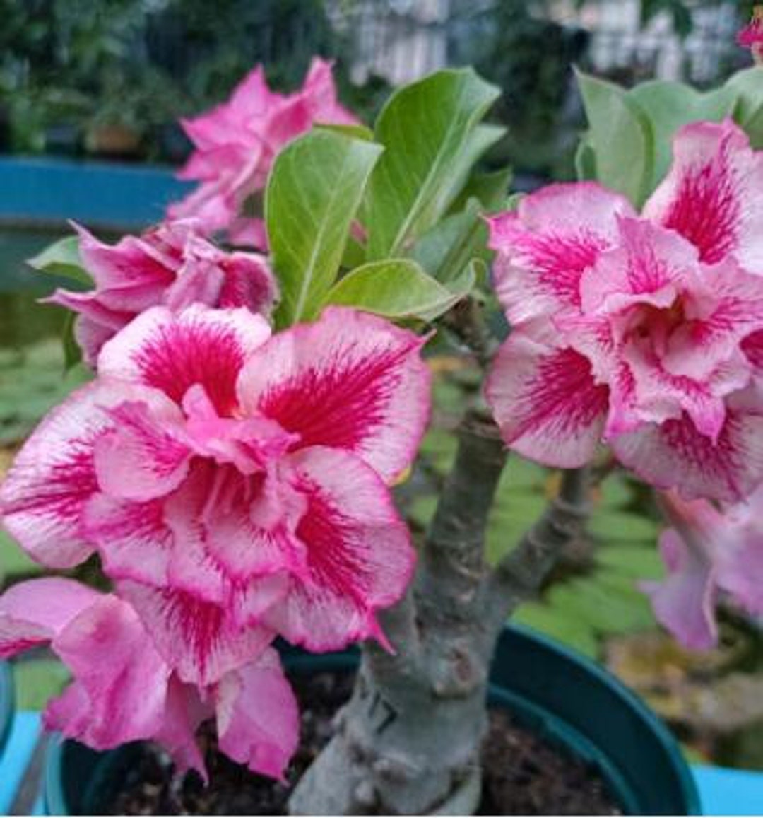 5 Rare Desert Rose Flowers Seeds FW95227-225 - Etsy