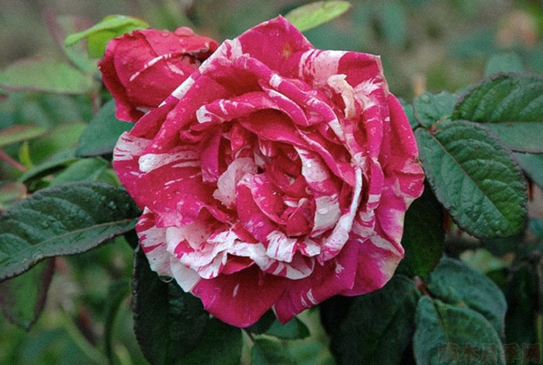 10 ROSE Rosa Bush Flower Seeds BW97001-70 - Etsy