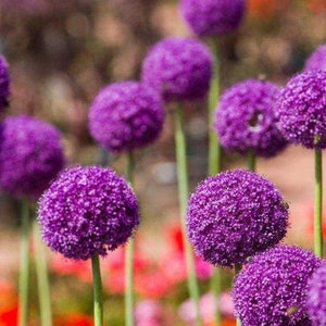 20 Giant Ball Onion Allium Christophii Huge Hardy Perennial Seeds ...