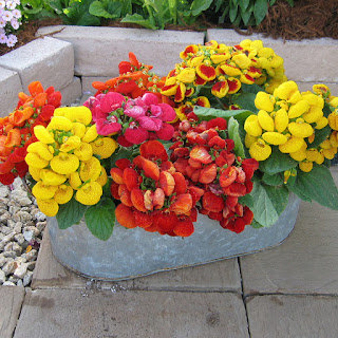 10 Rare Slipper Flower Fascination Flower Seeds EW91001-7 - Etsy