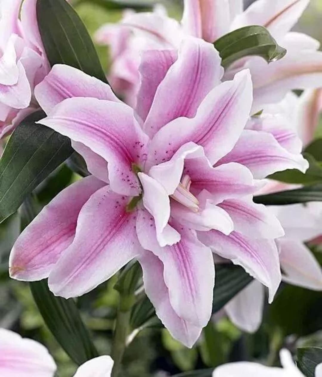 2 Rose Lily Flower Bulbs F5213-67 - Etsy