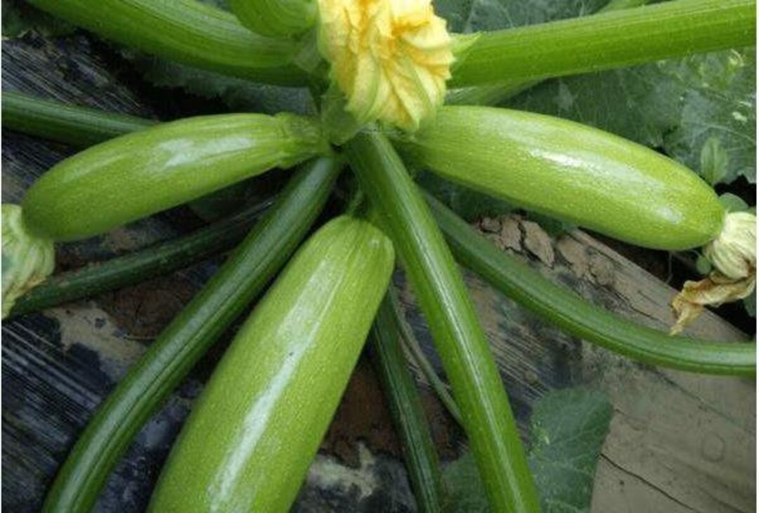 15 Magda Squash Seeds Cucurbita Pepo VW91042 - Etsy