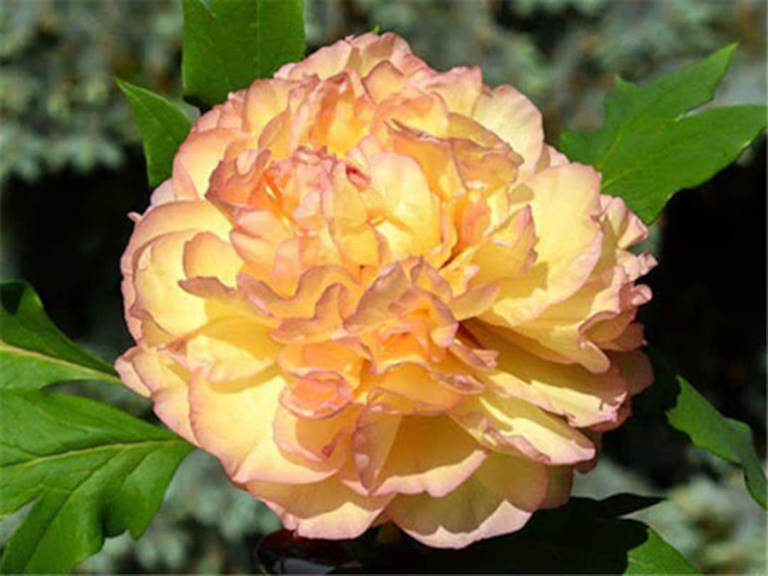5 Double Bloom Golden Peony Flower Seeds KW91004 - Etsy