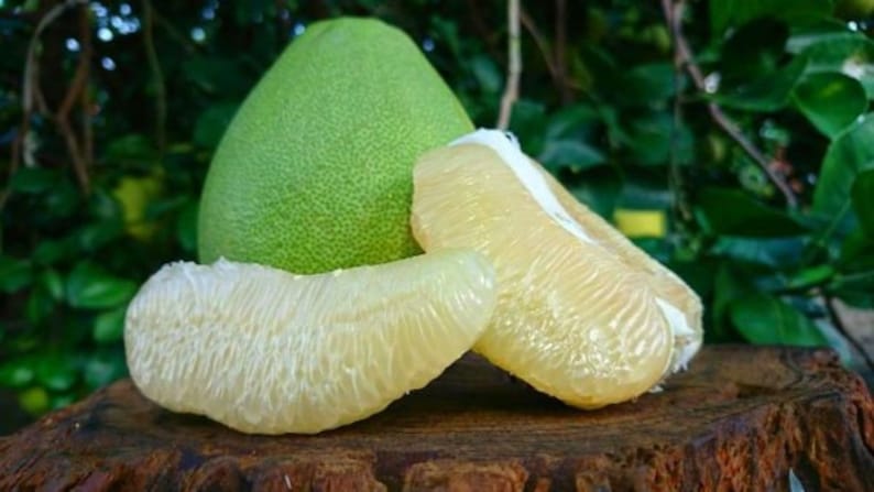 5 Pomelo Grapefruit Seeds FW94040 - Etsy