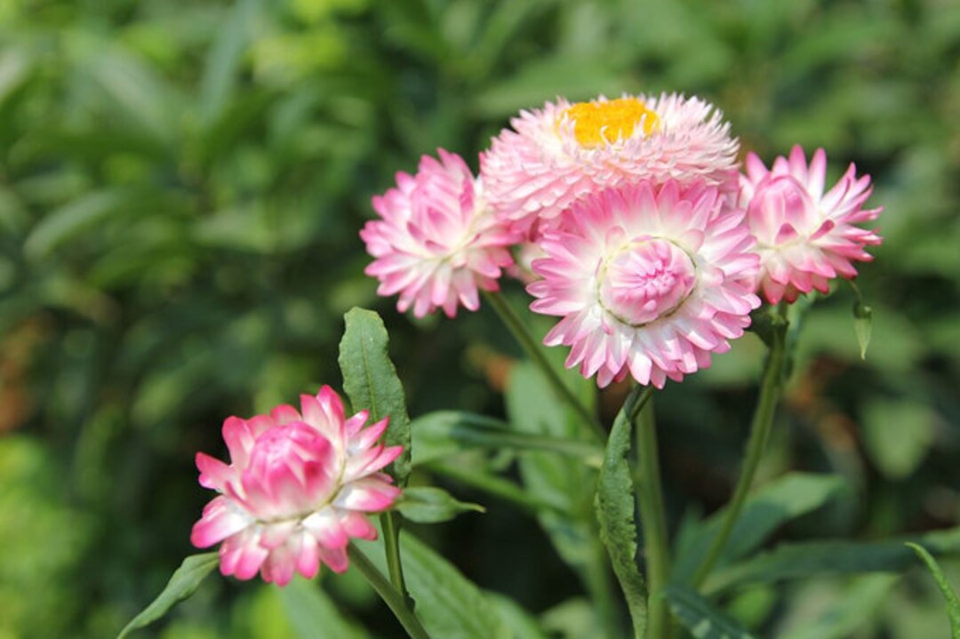 30 Strawflower Helichrysum Bracteatum Seeds BW95003-5 - Etsy