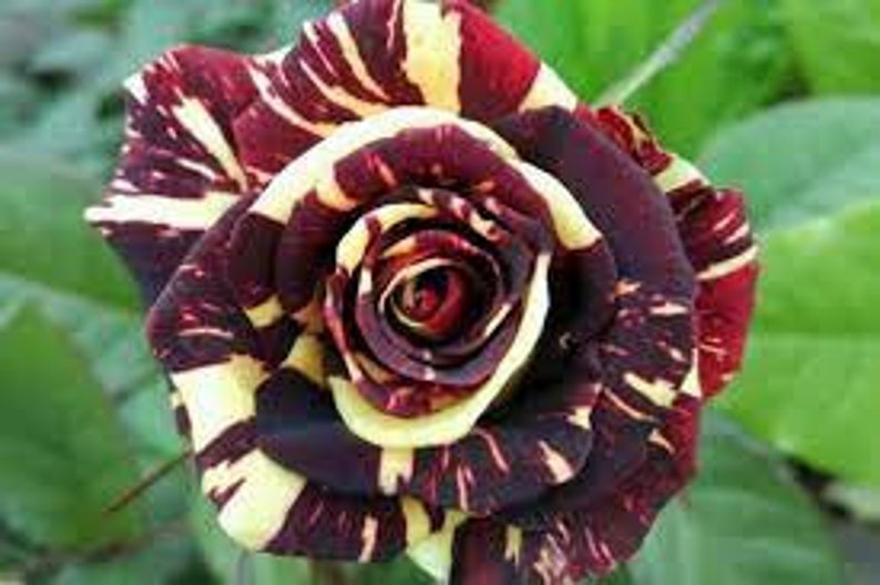 10 Rare Rose Flower Seeds BW93049 - Etsy