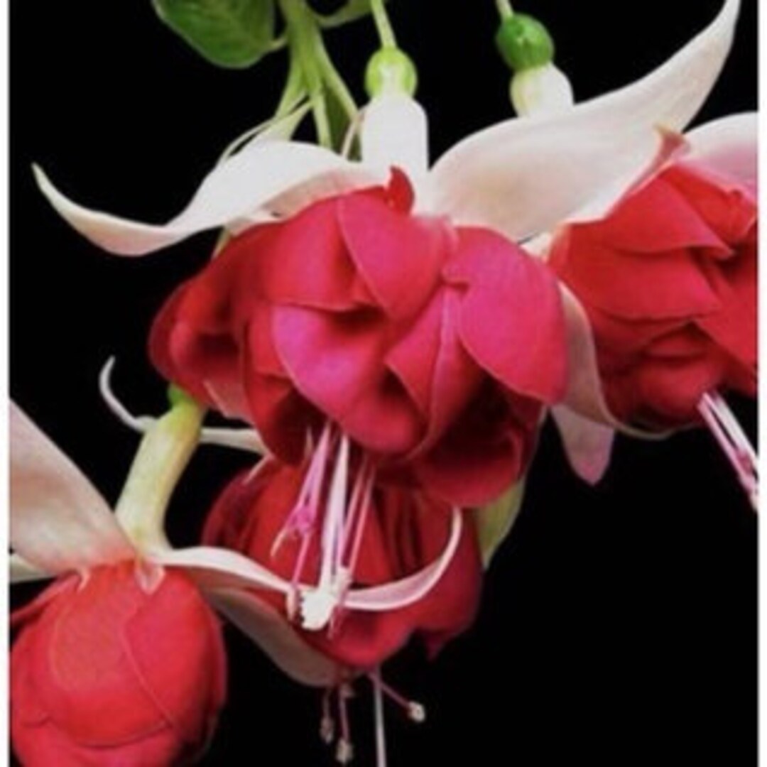 50 Fuchsia Flower Seeds FW95226-25 - Etsy