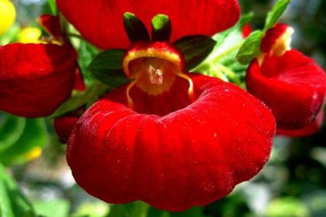 10 Rare Slipper Flower Fascination Flower Seeds EW91001-8 - Etsy