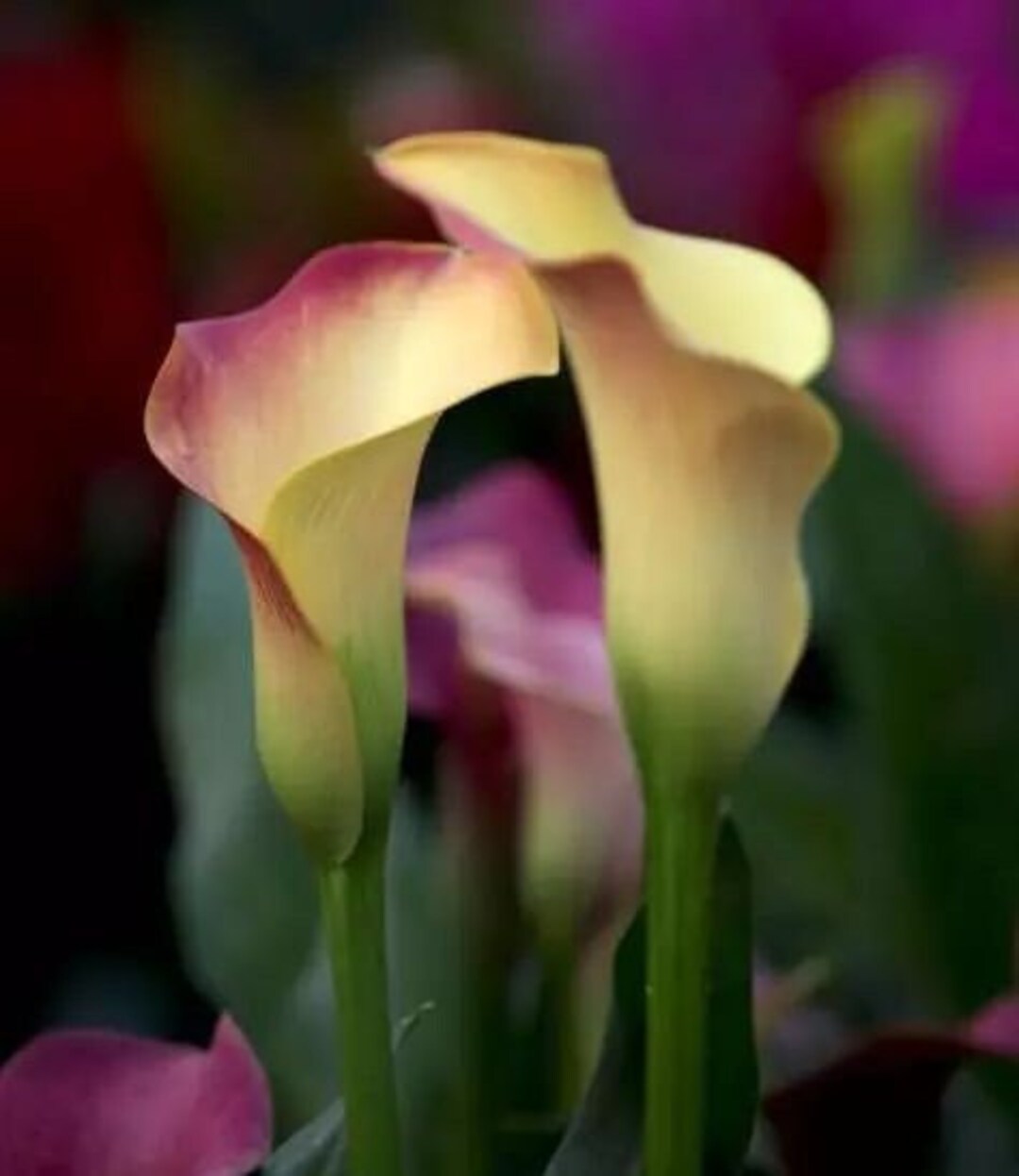 2 Calla Lily Bulbs HW96204-15 - Etsy