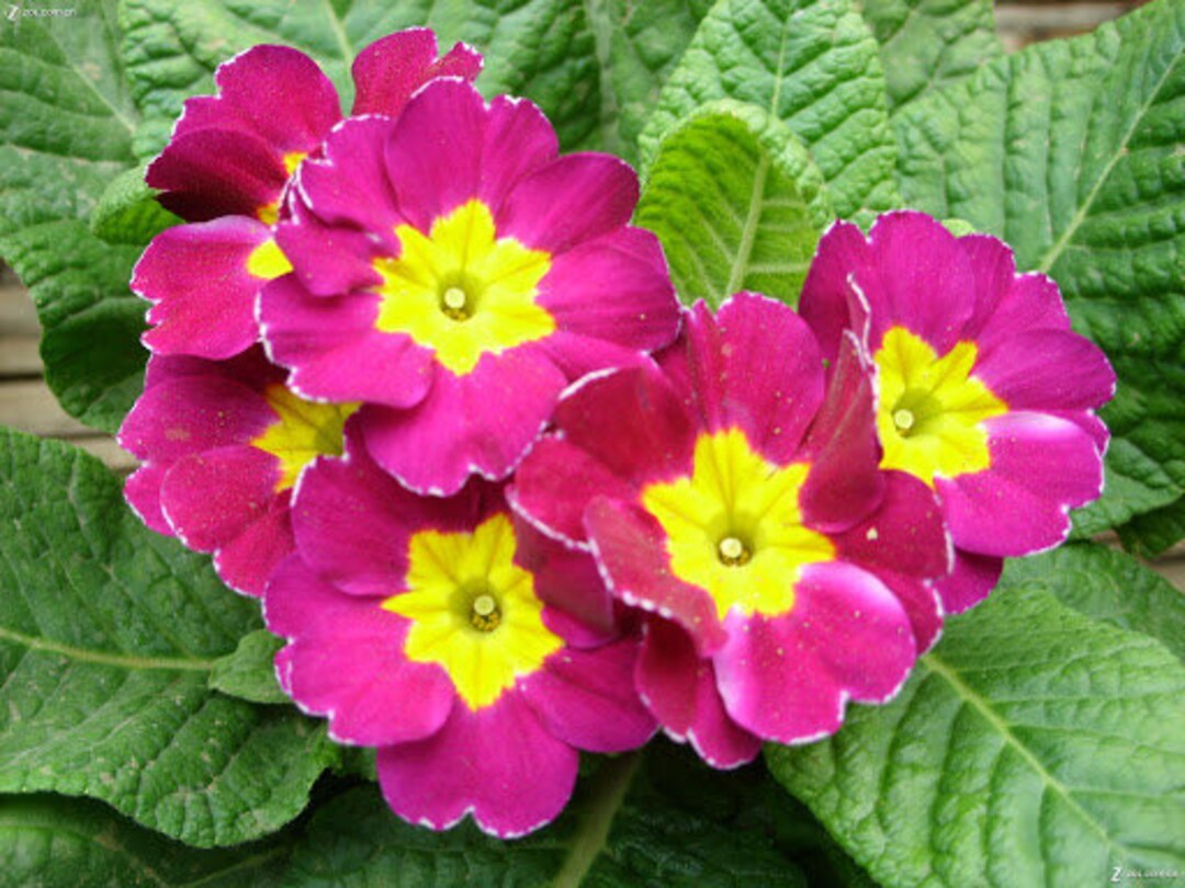 20 Primula Vulgaris Flower Seeds BW91055 - Etsy