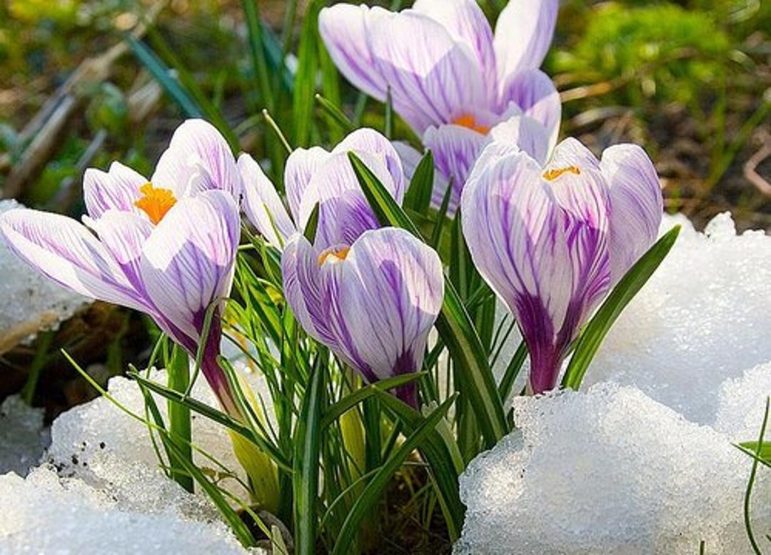5 Crocus Sativus Dutch Crocus Bulbs F8000-345 - Etsy