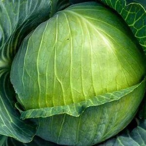 100 Danish Ball Head Cabbage Brassica Oleracea Seeds AW95001 - Etsy