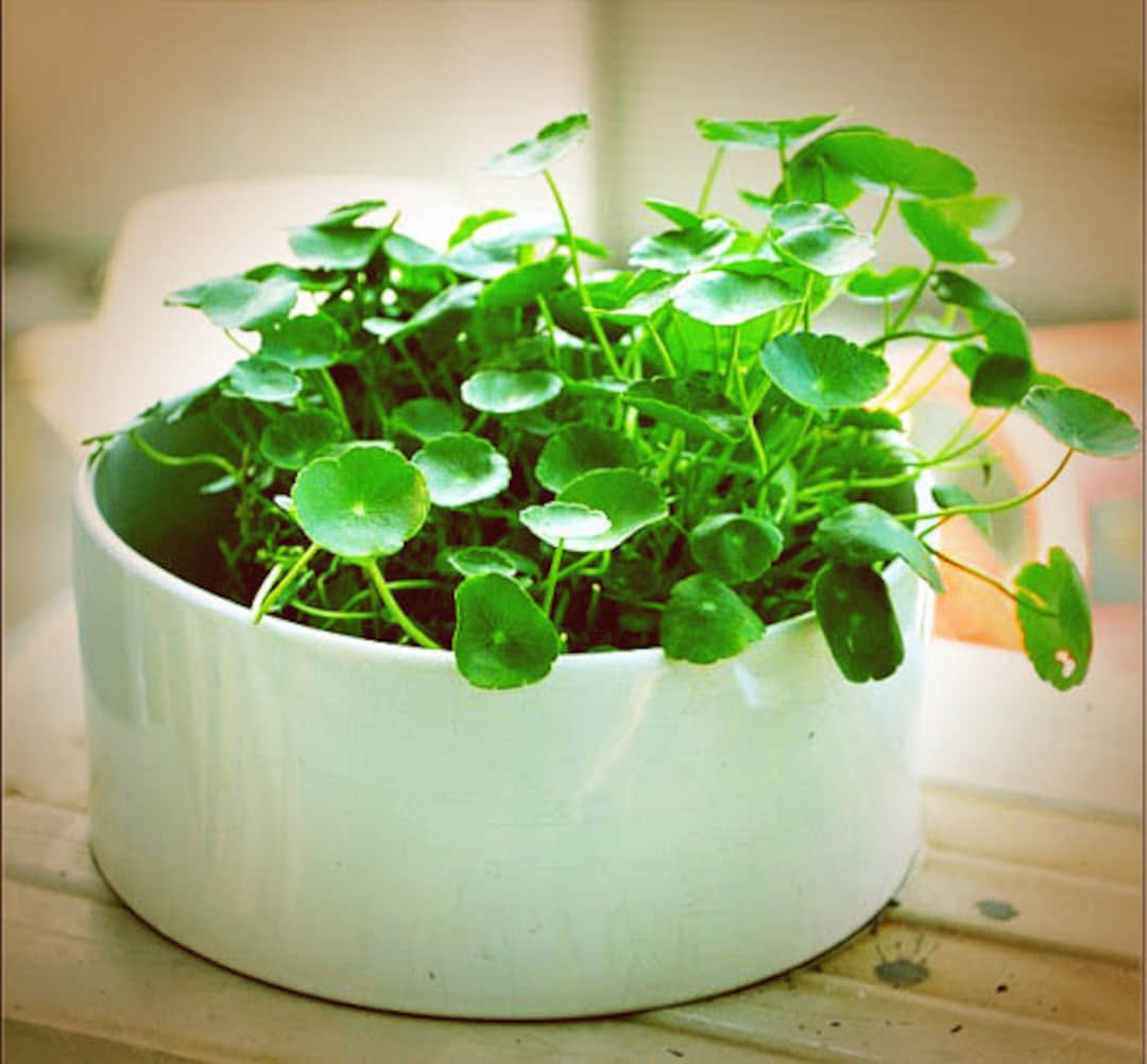 50 Money Plant Copper Coin Plant Lucky Plant Seeds CW92003 - Etsy