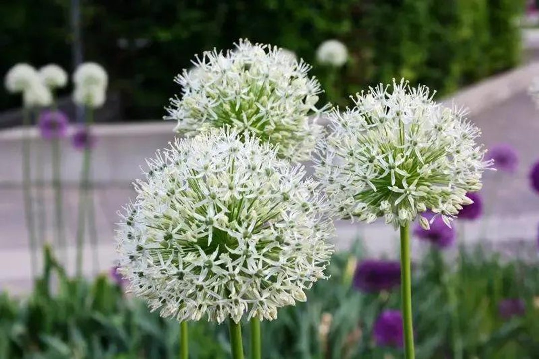 20 Giant Ball Onion Allium Christophii Huge Hardy Perennial Seeds ...