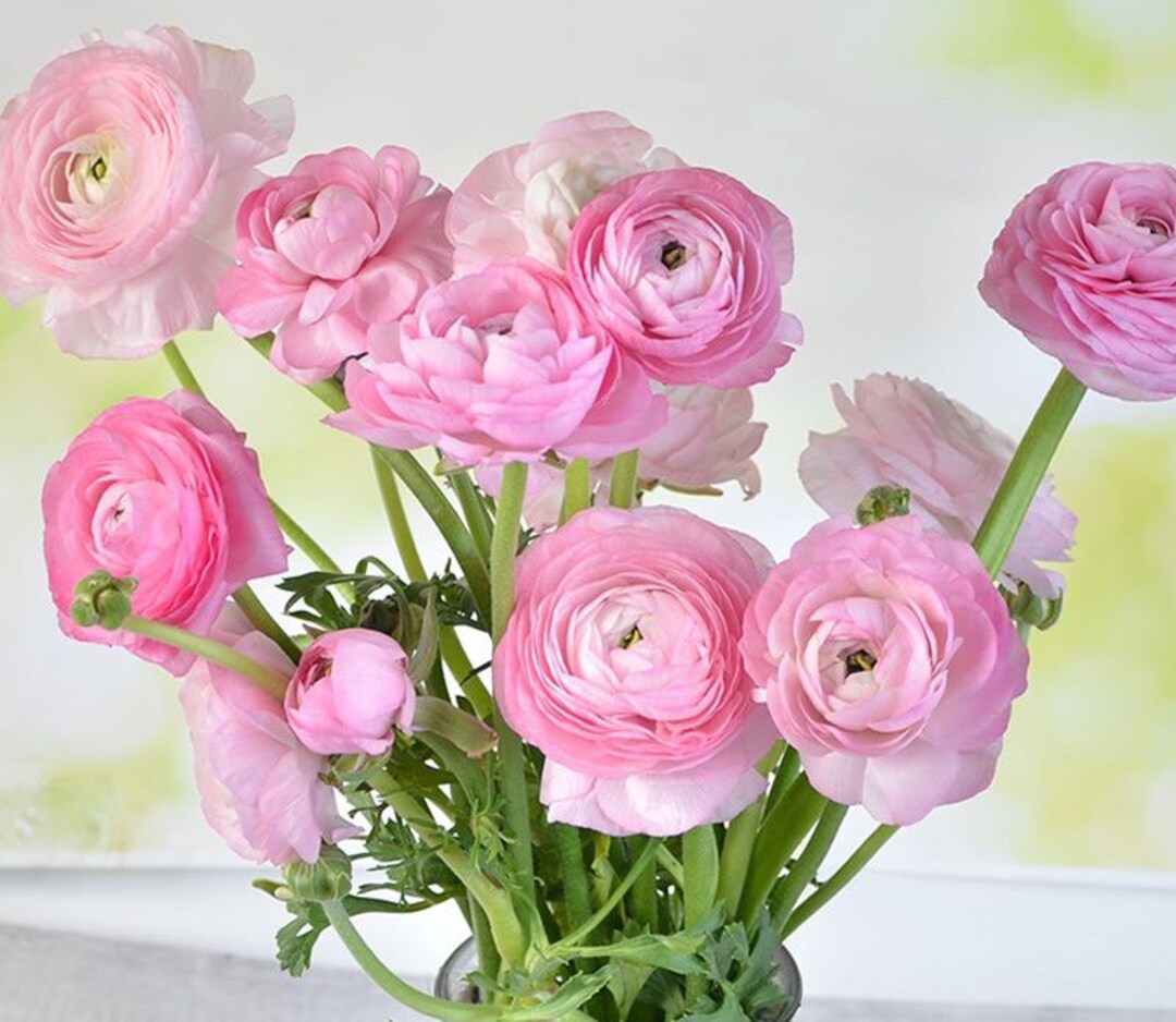 2 Ranunculus Tecolote Flower Bulbs FW95221-1 - Etsy