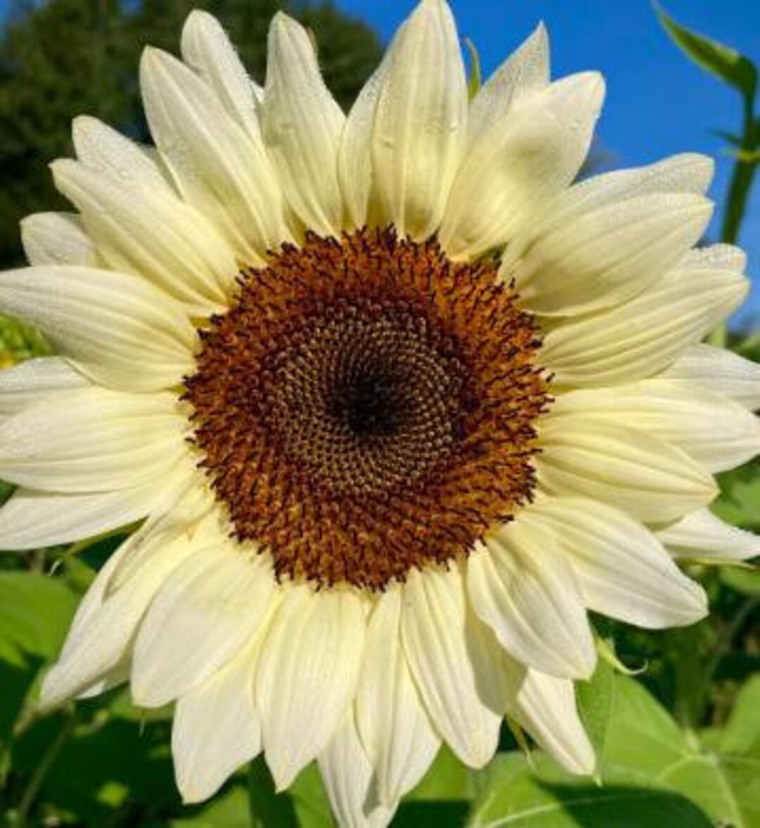 15 Sunflower Sun Flower Seeds BW97800-19 - Etsy