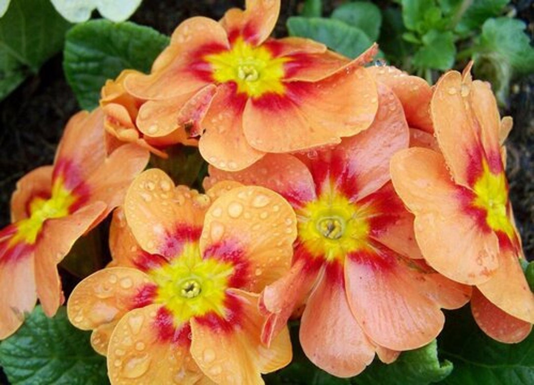 20 Primula Vulgaris Flower Seeds BW91055-1 - Etsy