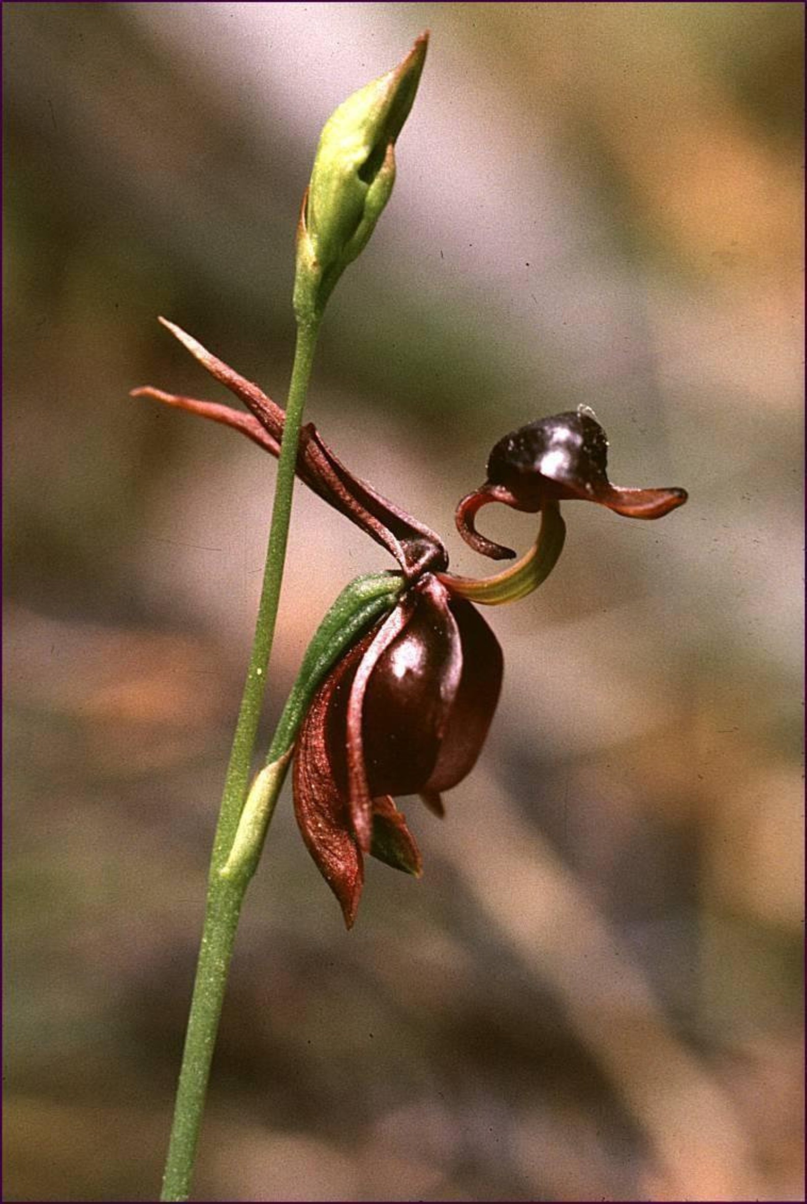 20pcs Flying Duck Orchid Seeds HW93014 - Etsy