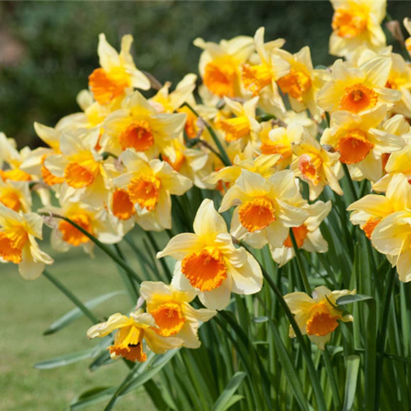 Narcissus Bulbs - Etsy