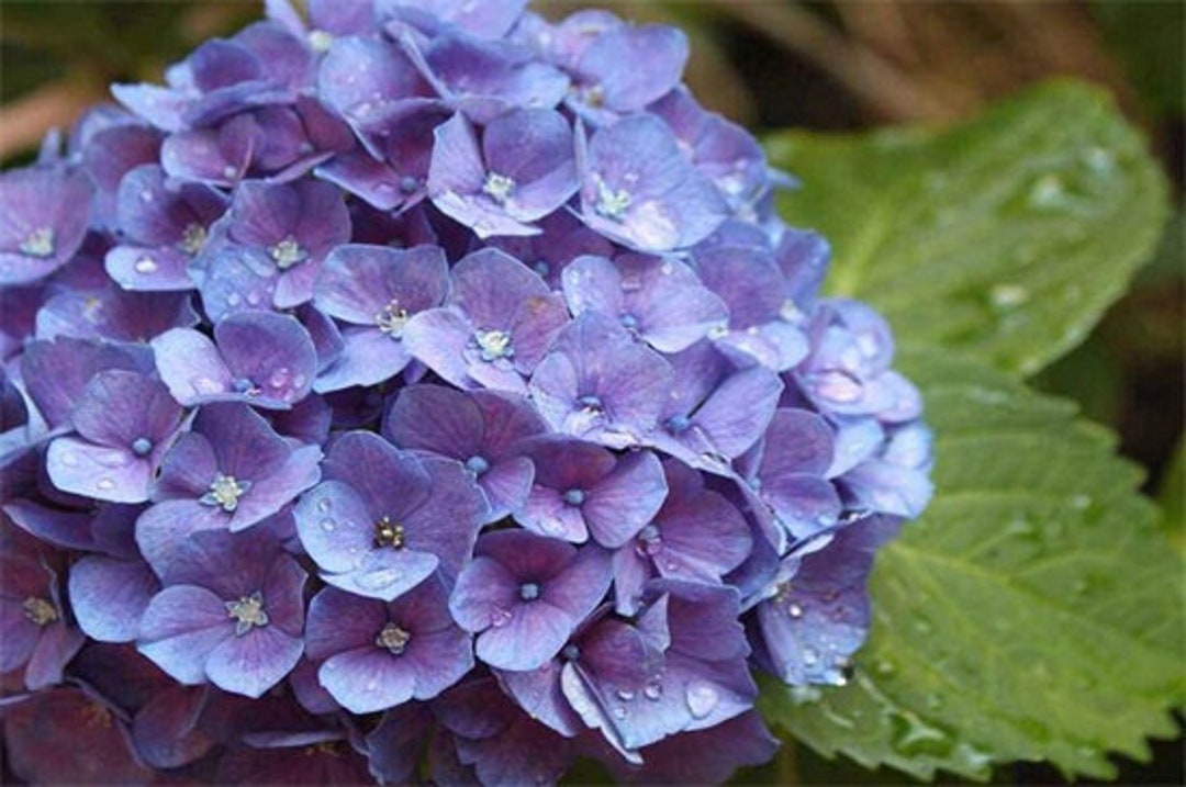 10 Rare Hydrangea Flower Seeds CW91072-1 - Etsy