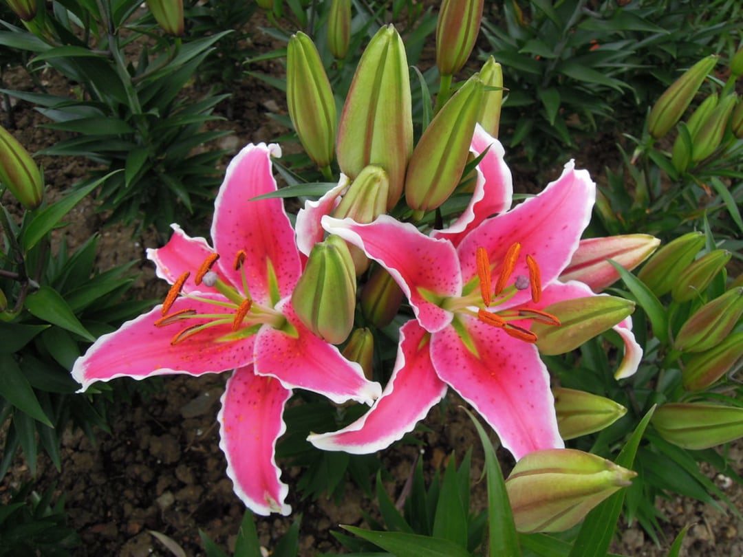 2 Rose Lily Flower Bulbs F5213-42 - Etsy