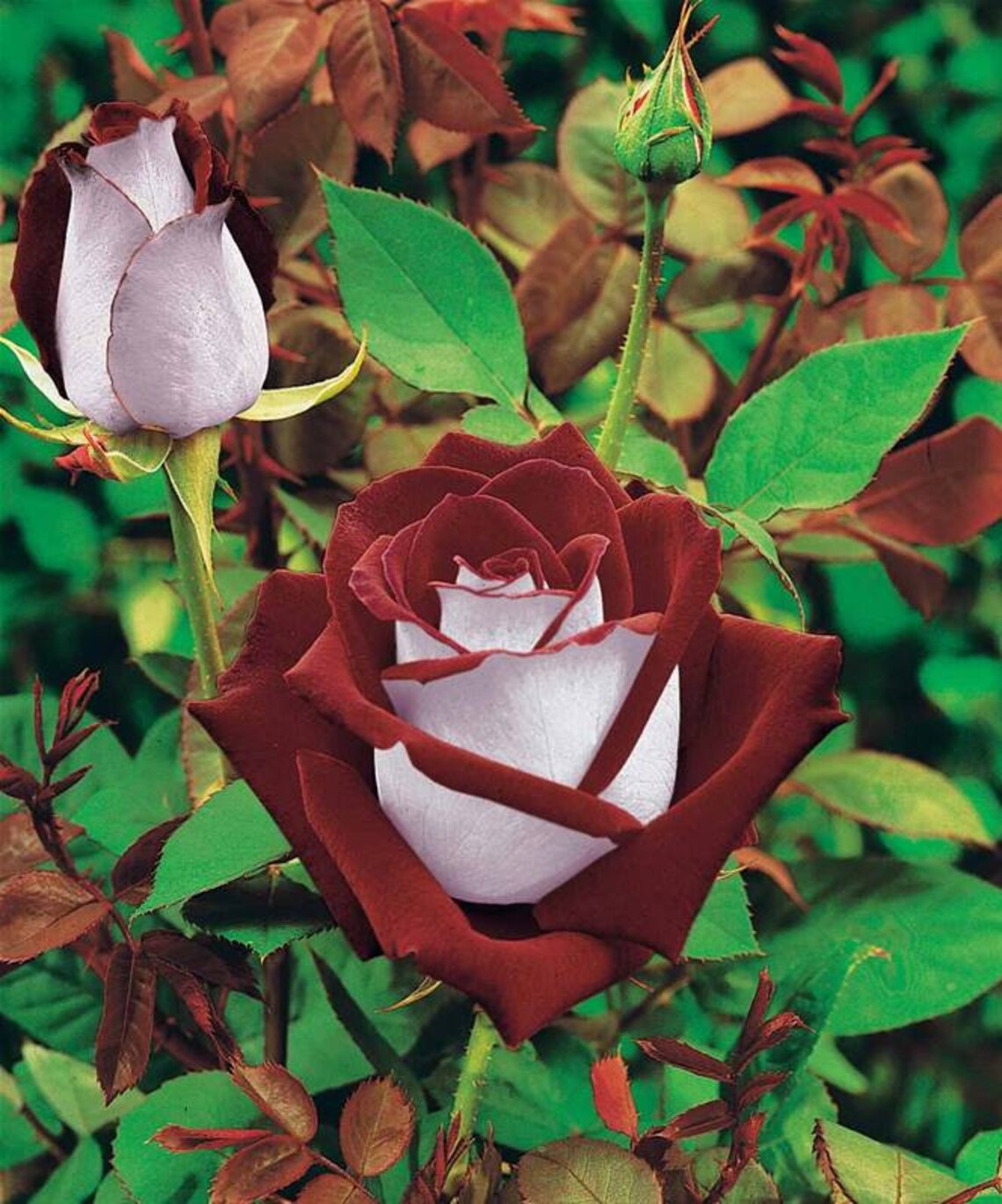 10 Rare ROSE Rosa Bush Seeds HW93050 - Etsy