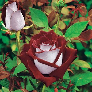 10 Rare ROSE Rosa Bush Seeds HW93050 - Etsy