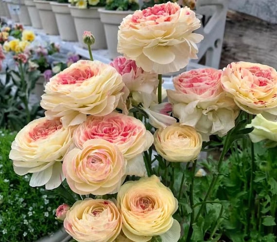 Pale Pink Ranunculus Bulbs