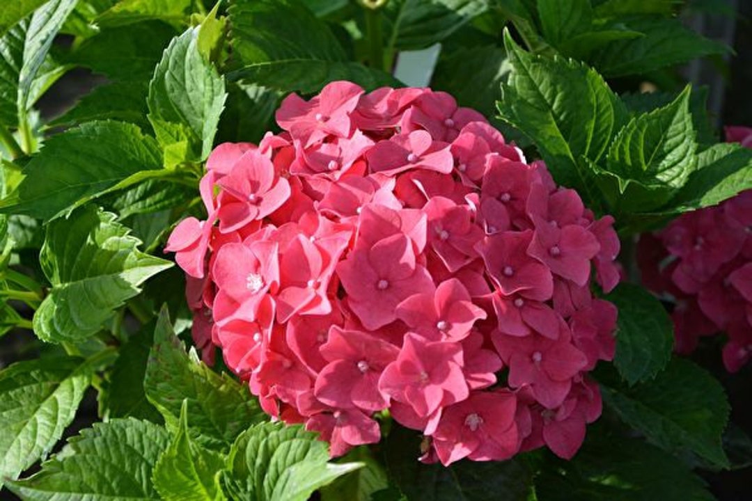 10 Rare Hydrangea Flower Seeds CW91072-18 - Etsy