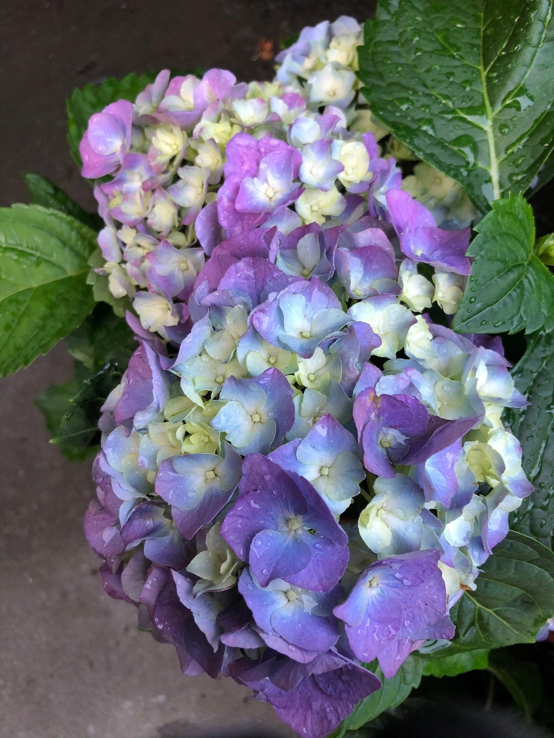 10 Rare Hydrangea Flower Seeds CW91072-38 - Etsy