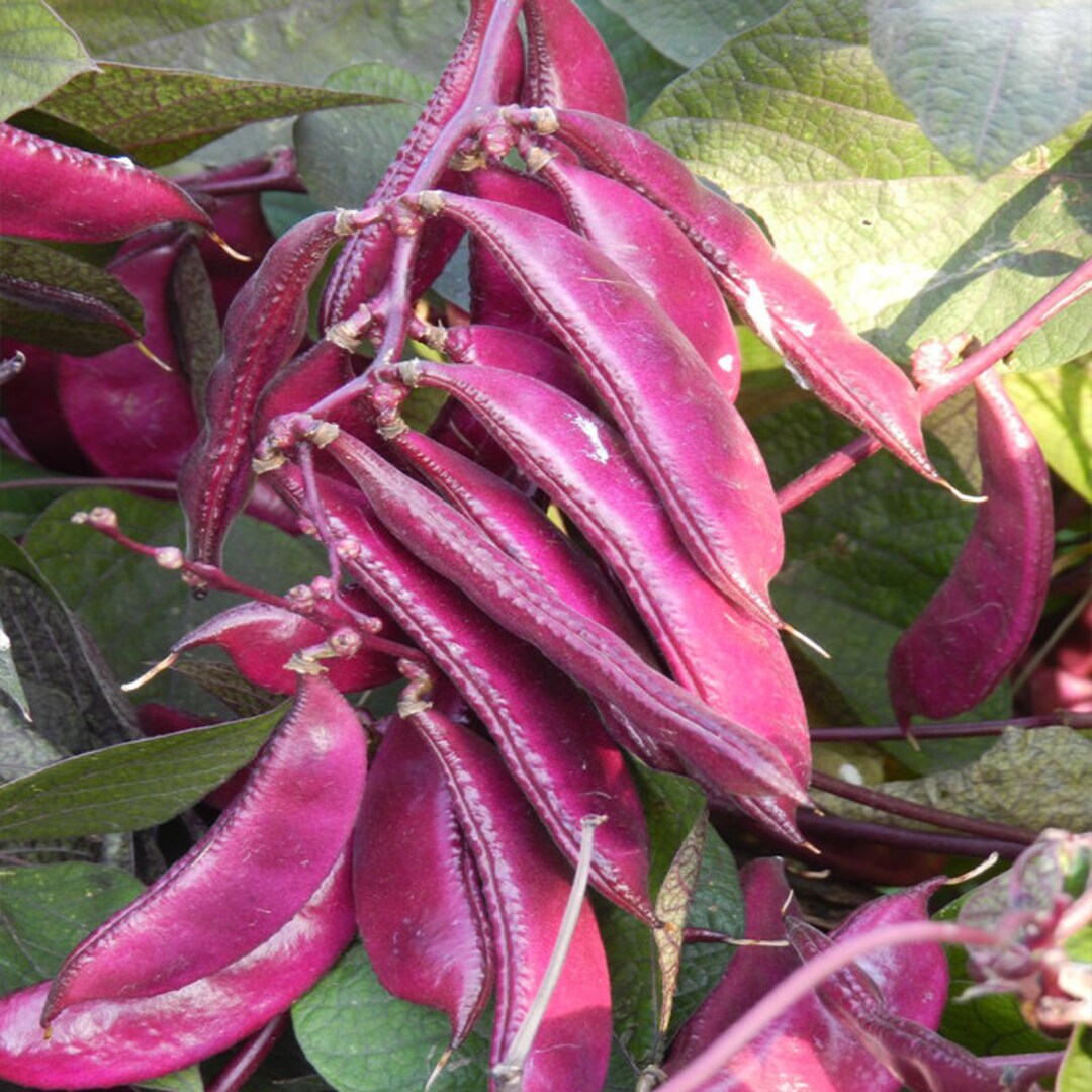 5 Rare Red Beans Seeds AW95073 - Etsy