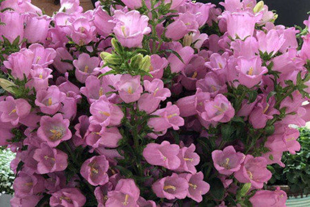 30 Bellflower Seeds Campanula Medium FW95211-2 - Etsy