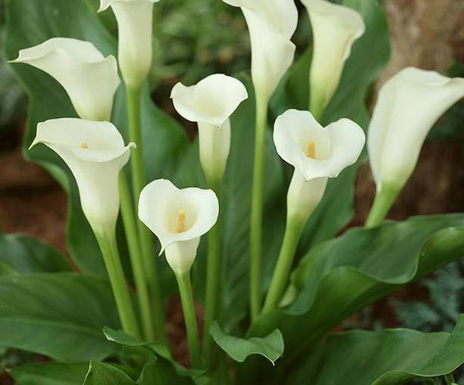 2 Giant White Calla Lily Bulb Seeds HW92001 - Etsy