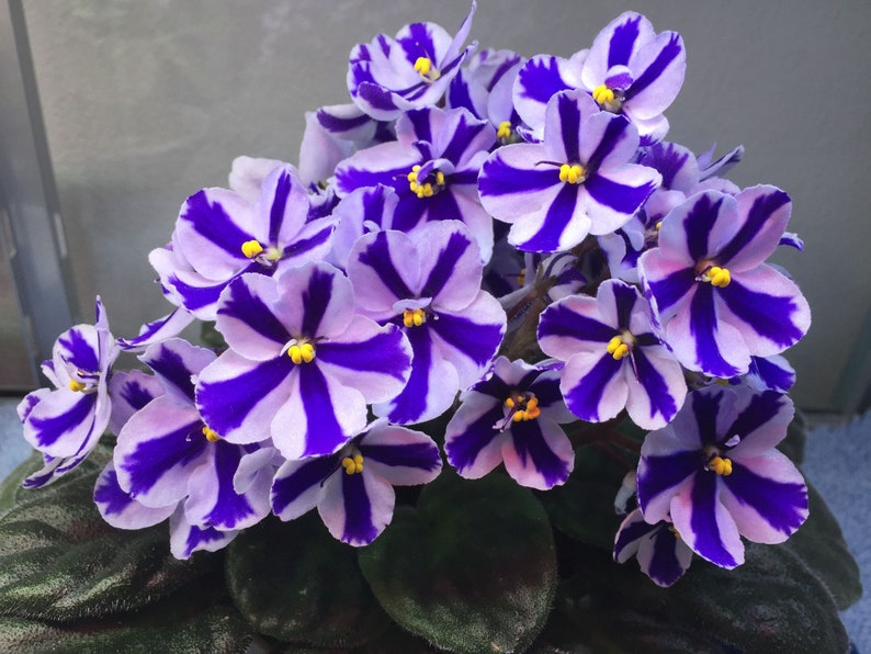 50 African Violet Flowers Seeds BW9081-14 - Etsy