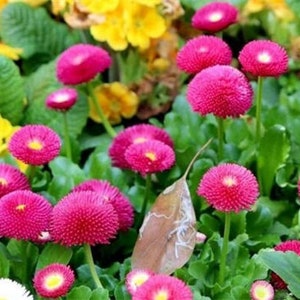 50 English Daisy Double Flower Seeds BW91022 - Etsy